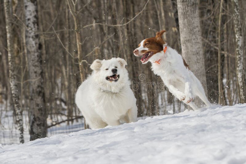 Two Dogs Joyfully Running through the Snow Stock Image - Image of ...