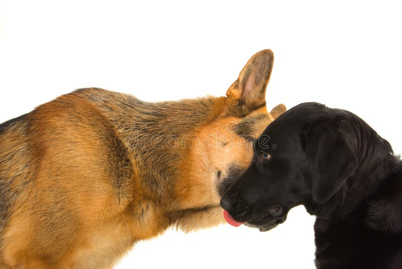 Dogs Free Stock Photos & Pictures, Dogs Royalty-Free and Public Domain ...