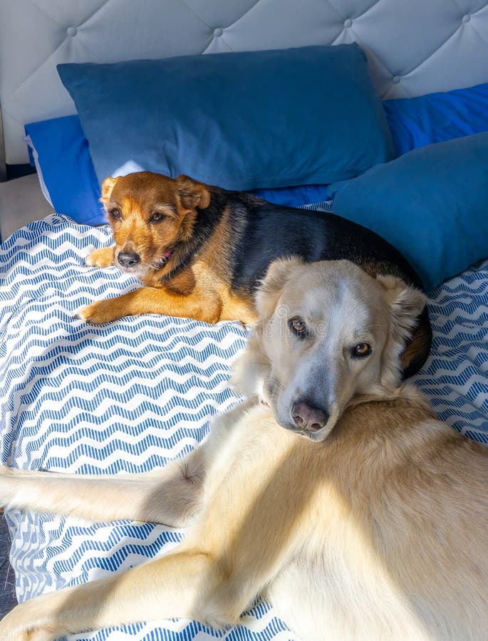 Two Dogs are Laying on a Bed with Blue and White Striped Sheets Stock ...