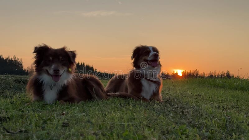 Two Dogs are Laying on the Grass in Front of a Sunset Stock Video ...