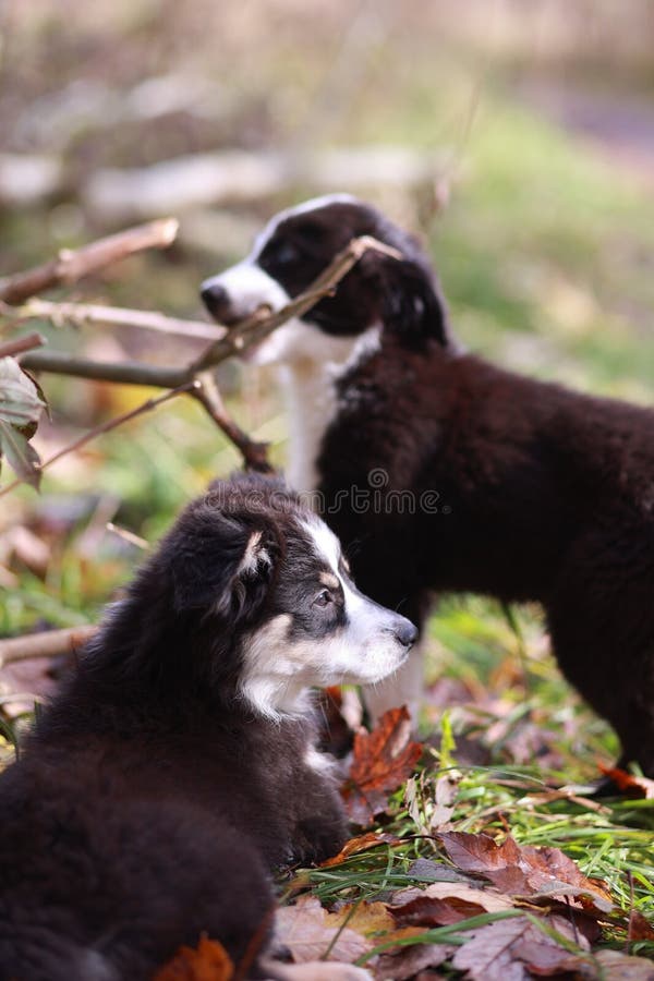 Two Dogs are Laying on the Ground Next To Each Other Stock Photo ...