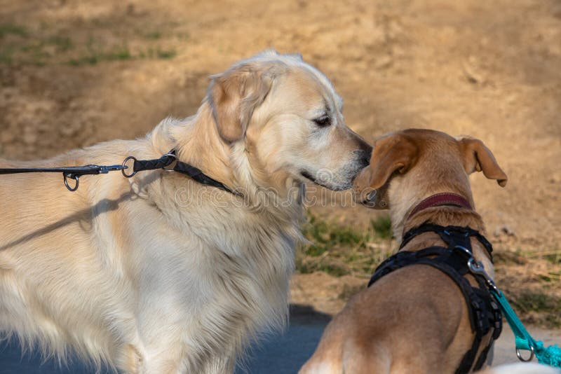 Two Dogs Learn To Know Each Other Stock Photo - Image of golden ...