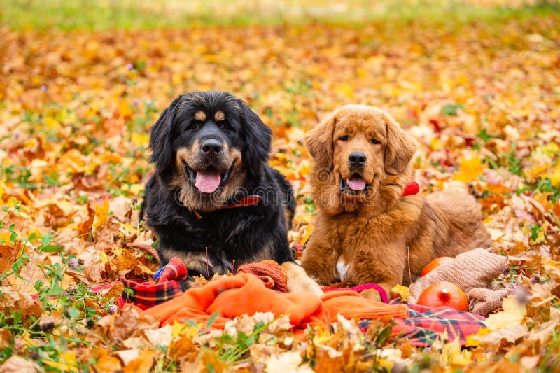 A Large Shaggy Red-brown Dog Of The Tibetan Mastiff Breed Stands On The ...