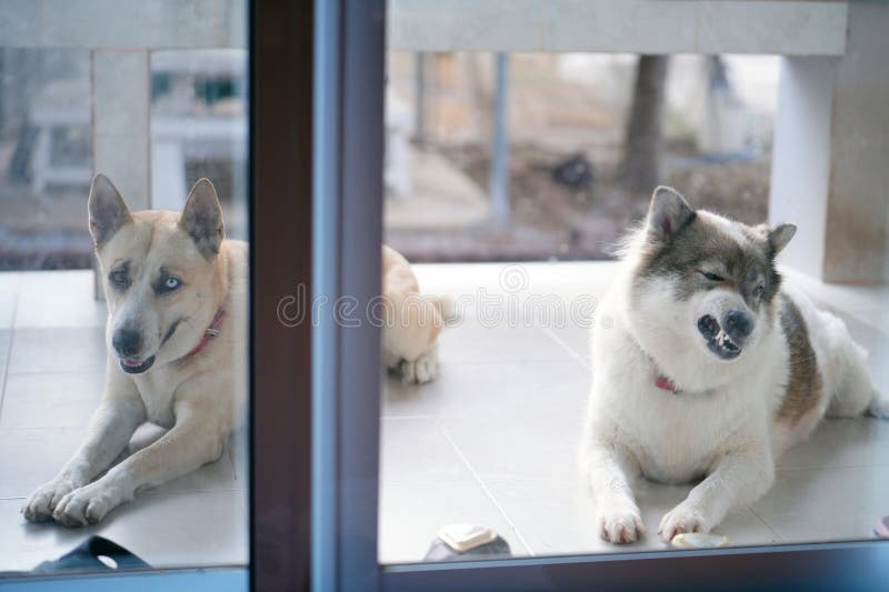 Two Dogs Lie Down on Floor Terace of House Stock Photo - Image of frame ...