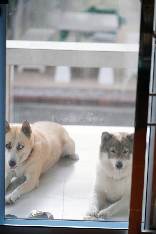 Two Dogs Lie Down on Floor Terace of House Stock Photo - Image of snout ...