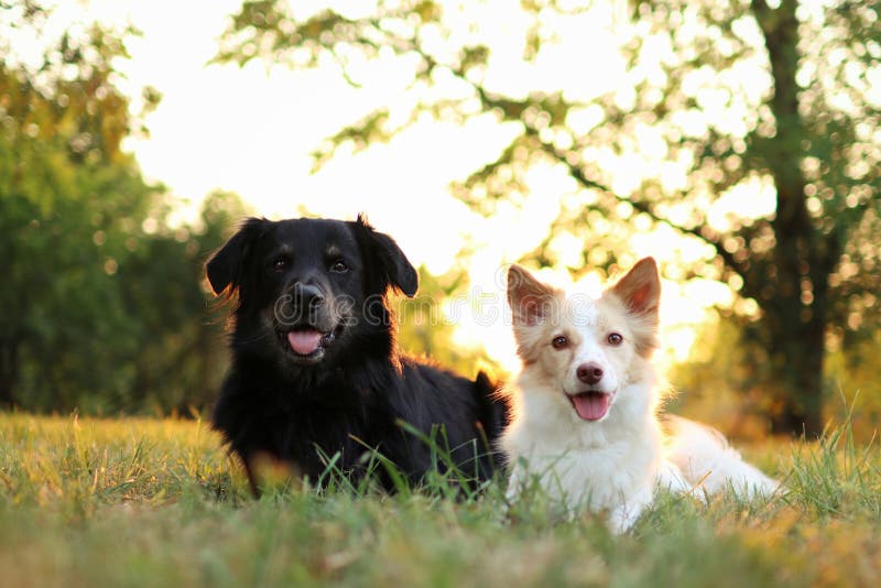 The Two Dogs Lie on the Meadow at Sunset Stock Image - Image of rest ...
