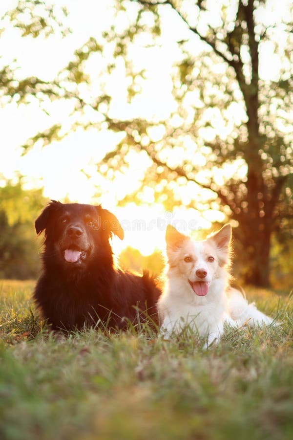 The Two Dogs Lie on the Meadow at Sunset Stock Photo - Image of friend ...