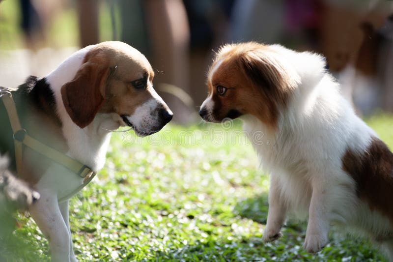 Two Dogs Looking at Each Other Stock Image - Image of purebred, kennel ...