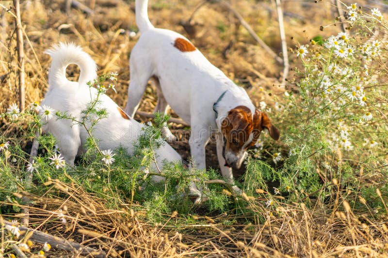 Two Dogs are Looking for Mice Hole. Stock Photo - Image of hole, field ...
