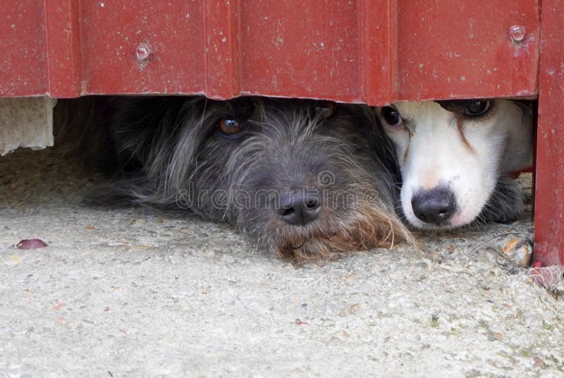 Two Dogs Looking Outside Their Yard from Beneath the Gate Stock Photo ...