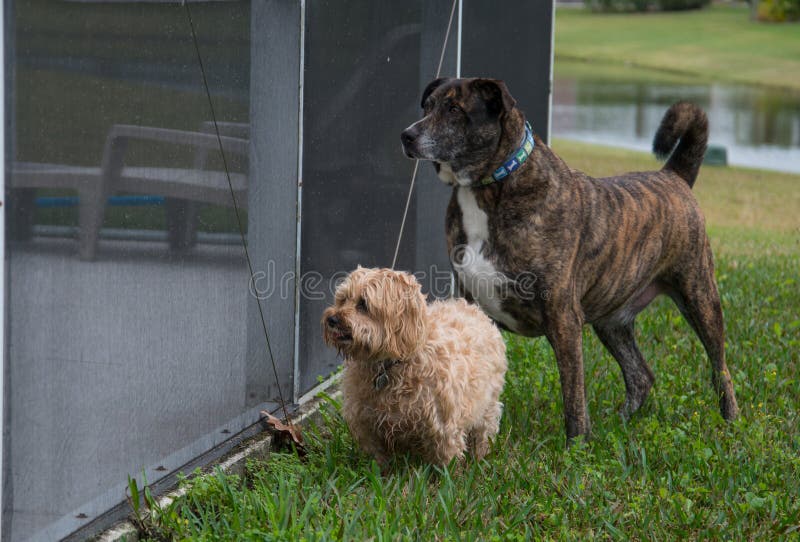 Two Dogs Looking through Screen Stock Image - Image of neighbors, lake ...