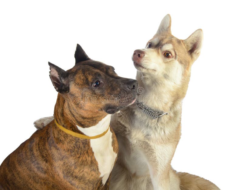 Two Dogs Looking at a Soap Bubble. Friendship Red Pit Bull with a Husky ...