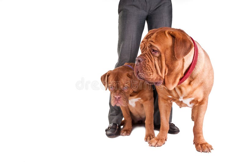 Two Dogs and Man S Leg Isolated on White Stock Image - Image of color ...
