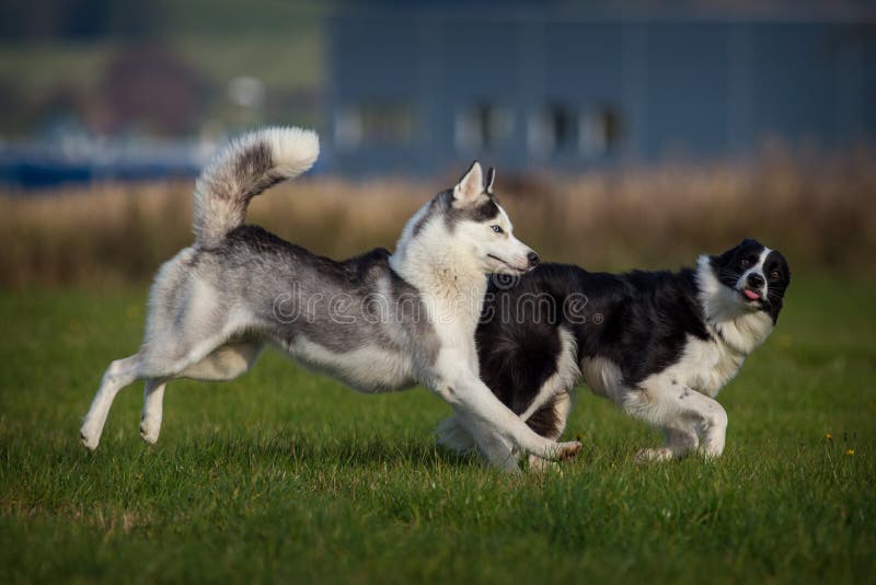 Two Dogs in the Meadow are Chasing Each Other Stock Photo - Image of ...