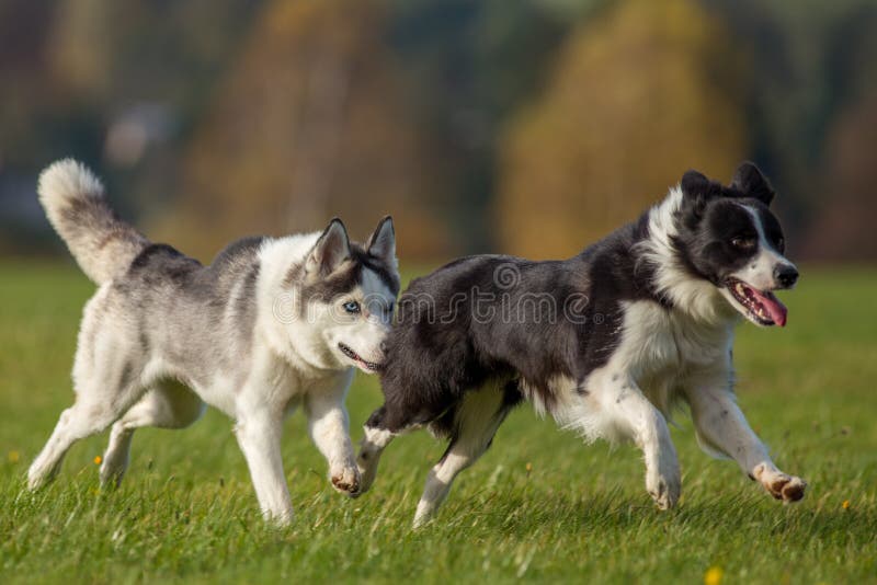 Two Dogs in the Meadow are Chasing Each Other Stock Photo - Image of ...