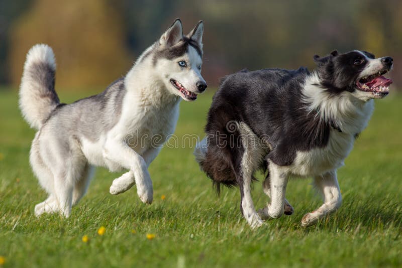 Two Dogs in the Meadow are Chasing Each Other Stock Photo - Image of ...