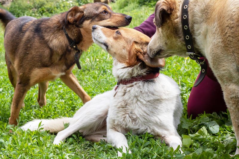 Two Dogs Meet in the Garden Closeup Stock Image - Image of portrait, beautiful: 309545381