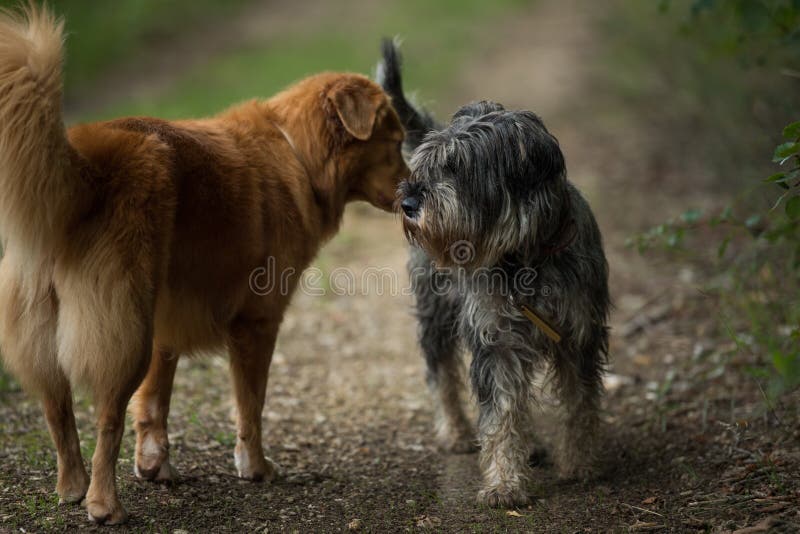 Dogs meet on the beach stock image. Image of elegant - 36336485