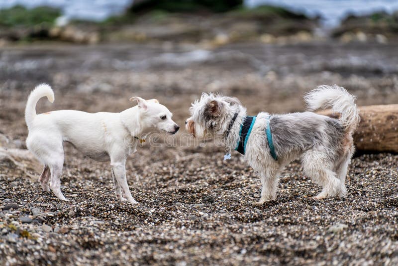 Two Dogs Meeting for the First Time at Arroyo Burro Beach. Stock Photo ...