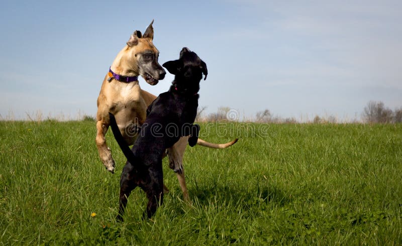 Two dogs play fighting stock image. Image of pets, outdoors - 108991469