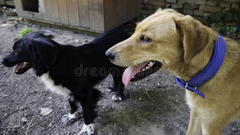 Two Dogs of Mixed Breed. Adopted Dogs from the Street Stock Image ...