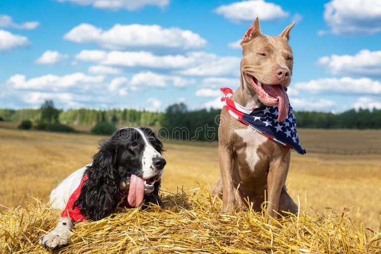 Two dogs at a haystack stock image. Image of beauty - 125758257