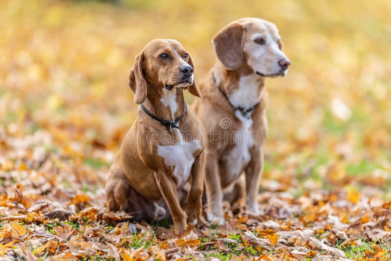 Two Dogs Obediently Sit in the Park in Autumn Leaves Stock Photo ...