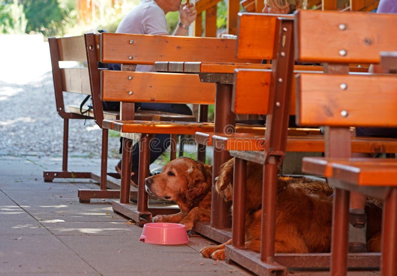 Two Dogs in an Outdoor Cafe, Relaxing Under a Table Stock Image - Image ...