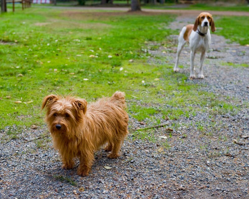 Two dogs outdoors stock image. Image of outdoor, standing - 6722679