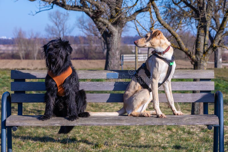 Two dogs on a park bench stock photo. Image of pack - 244012872