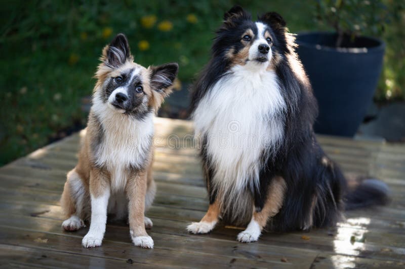 Two Dogs are Patiently Waiting Stock Image - Image of group, tail ...