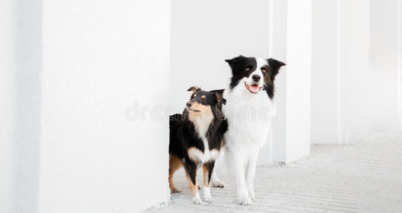 Two Dogs Peeking Behind the Wall Stock Photo - Image of outdoor ...