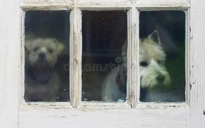 Two Dogs Peering Out Old Door in the Rain Stock Photo - Image of ears ...