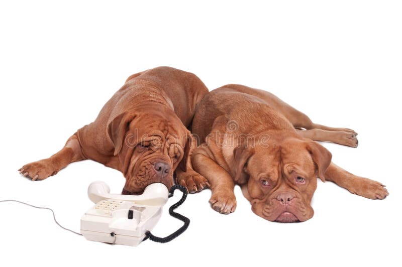 Two dogs on the phone stock image. Image of barking, concept - 17312397