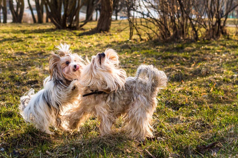 Two Dogs Play with Each Other in the Park Stock Photo - Image of nature ...
