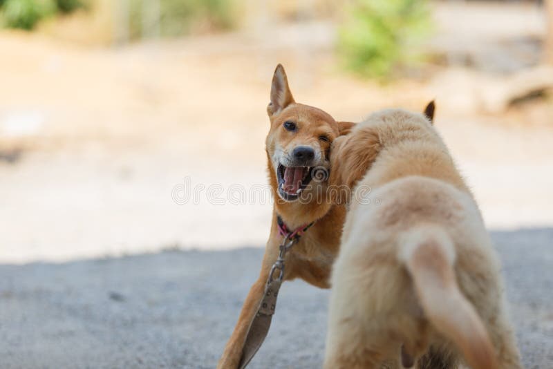 Two dogs play and fight stock photo. Image of friend - 253275242
