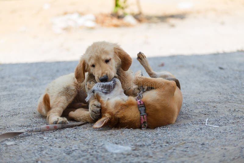 Two dogs play and fight stock photo. Image of bred, brown - 253825130