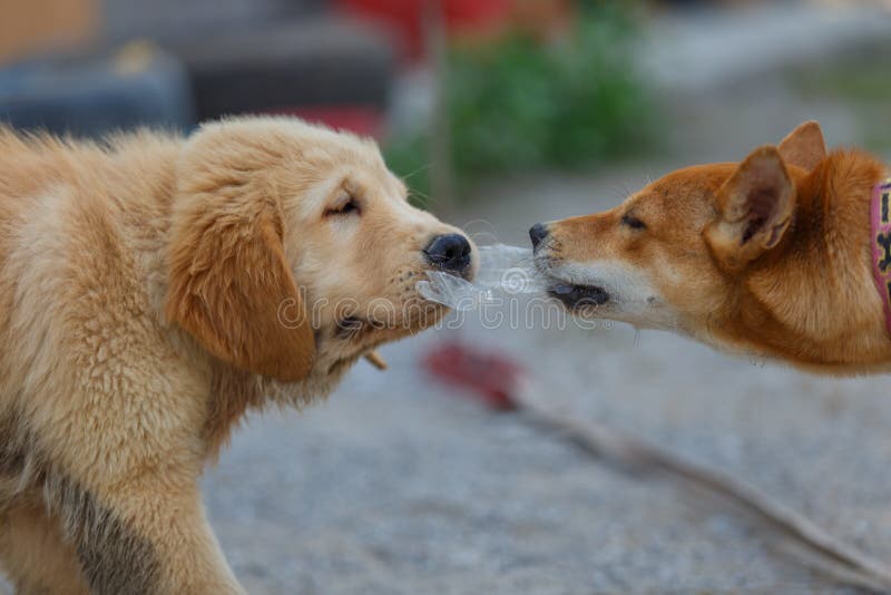 Two dogs play and fight stock image. Image of baby, aggressive - 253825137
