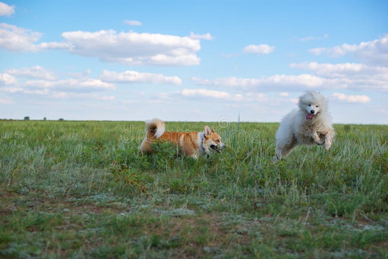 Two Dogs Play Outdoors on the Grass Stock Photo - Image of greenery ...