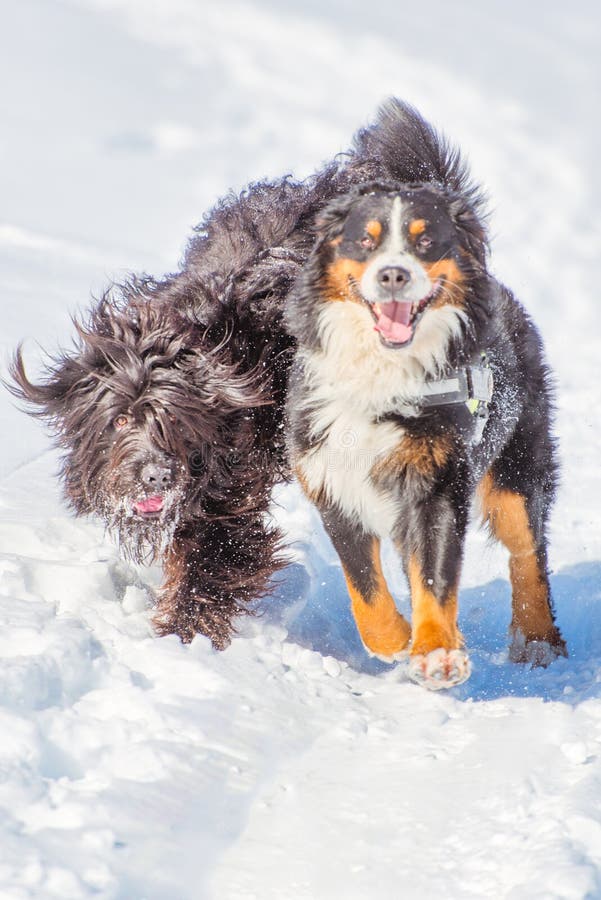 Two dogs play in the snow stock photo. Image of happiness - 346744768