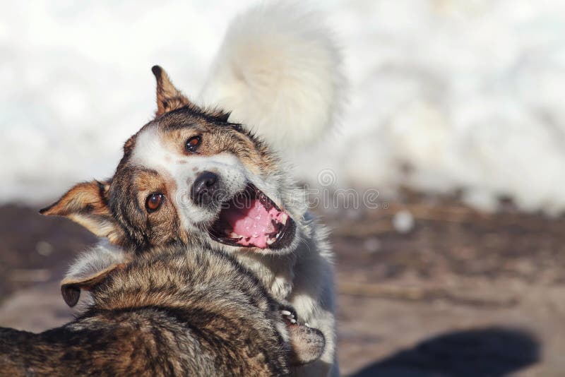 Two dogs play in the snow stock image. Image of happy - 69311281
