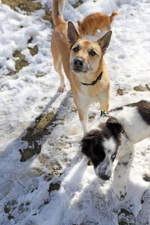 Dog Play in the Snow on a Sunny Day Stock Image - Image of playful ...
