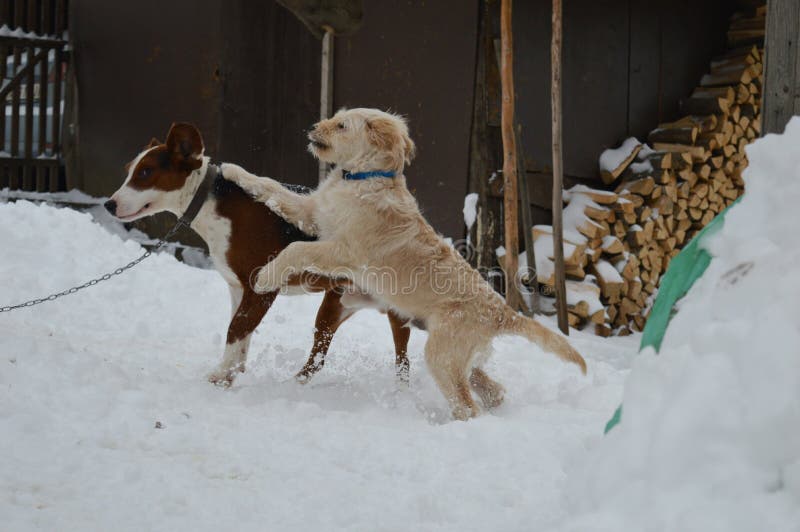 Two dogs play in the snow stock photo. Image of white - 138670880