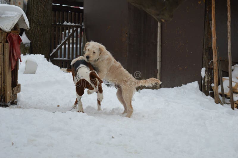 Two dogs play in the snow stock image. Image of animal - 138670957
