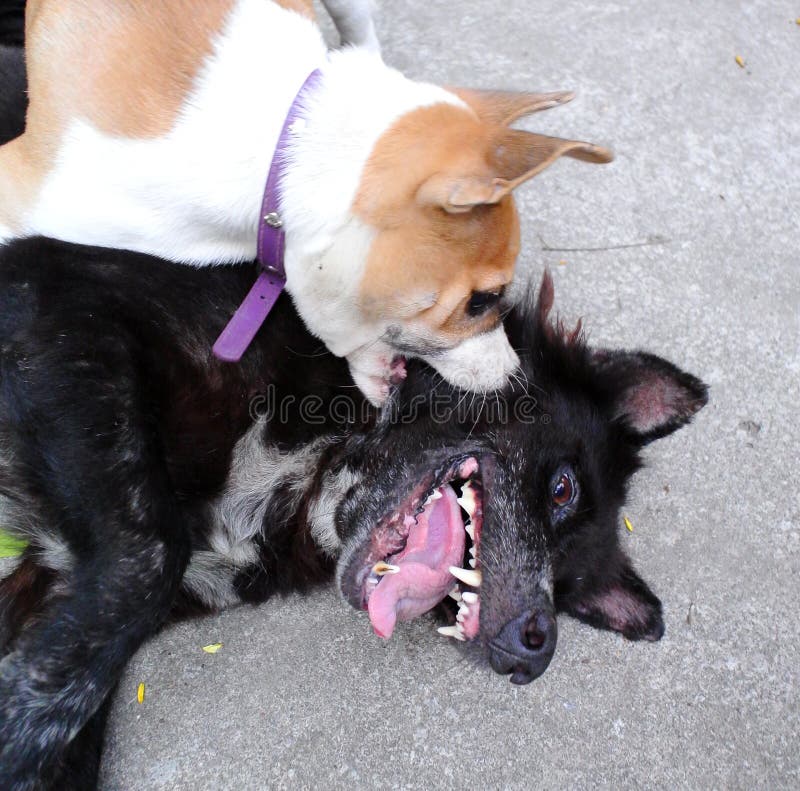Two Dogs Play Together with Happiness Stock Image - Image of happiness ...