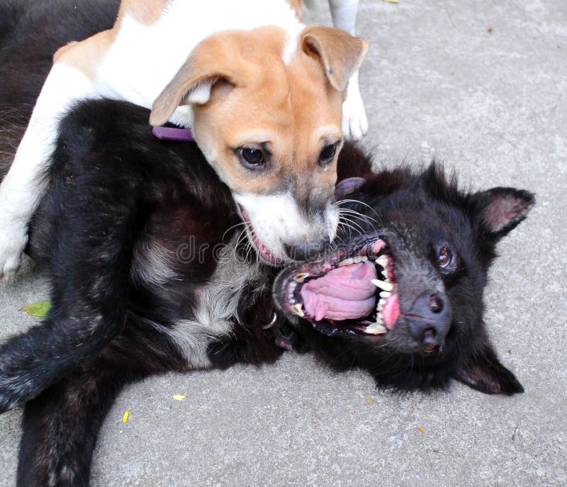 Two Dogs Play Together with Happiness Stock Image - Image of domestic ...