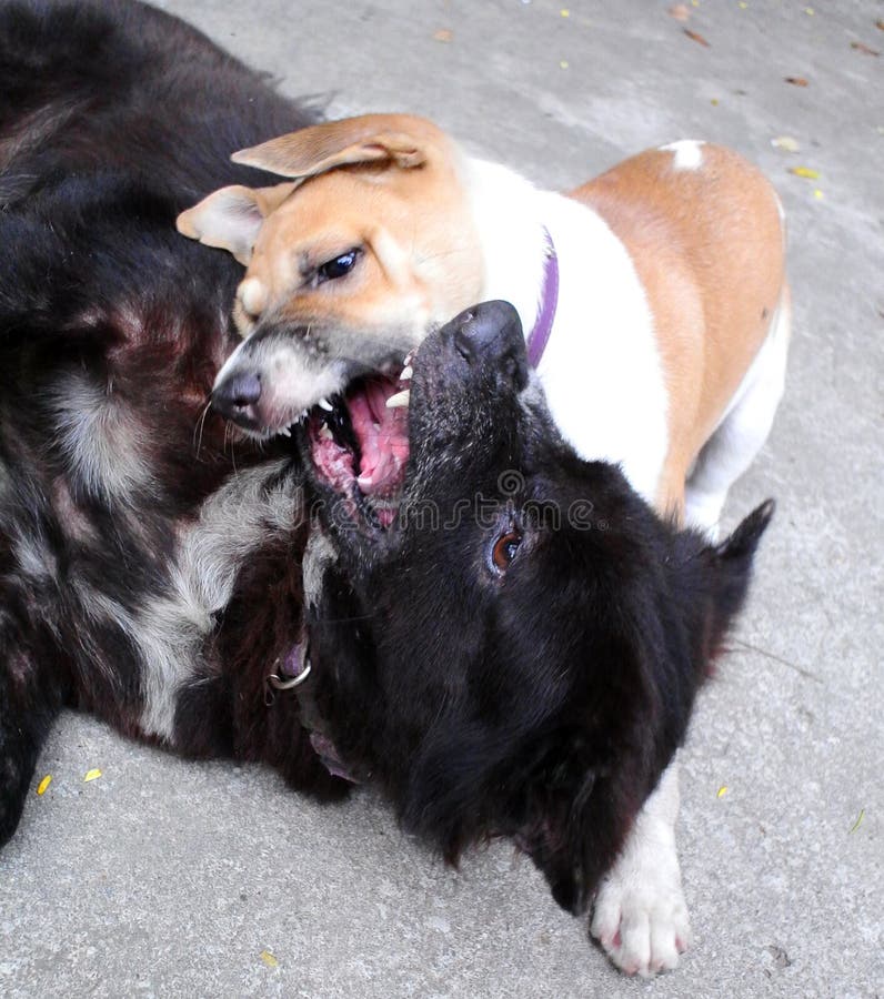 Two Dogs Play Together with Happiness Stock Image - Image of animal ...