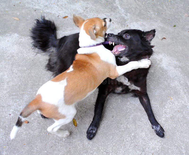 Two Dogs Play Together with Happiness Stock Photo - Image of open ...