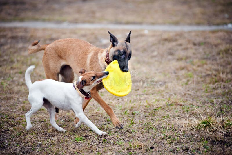 Two Dogs Play with Toy Together Stock Photo - Image of meadow, brown ...