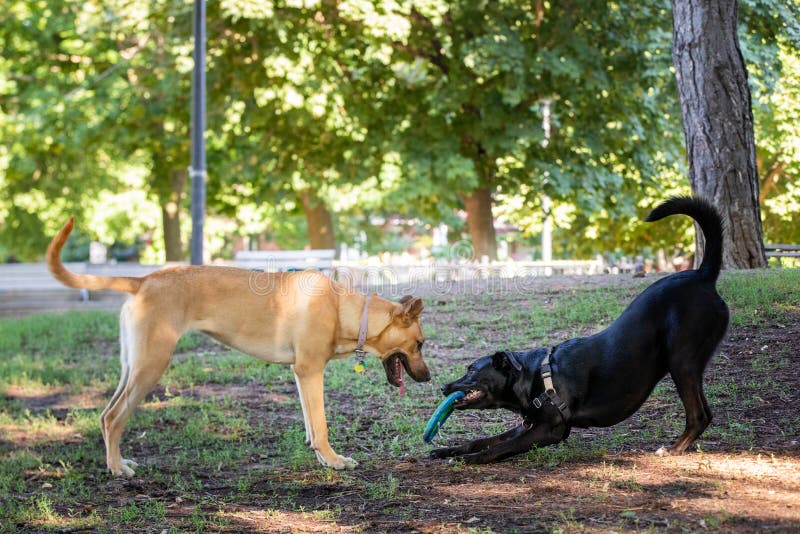 TWO DOGS PLAY in DOG PARK stock photo. Image of canine - 193633622
